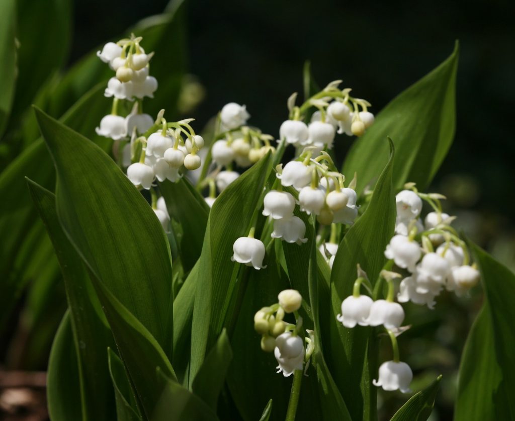 fleur-de-muguet | ZAZA-RAMBETTE LE RETOUR