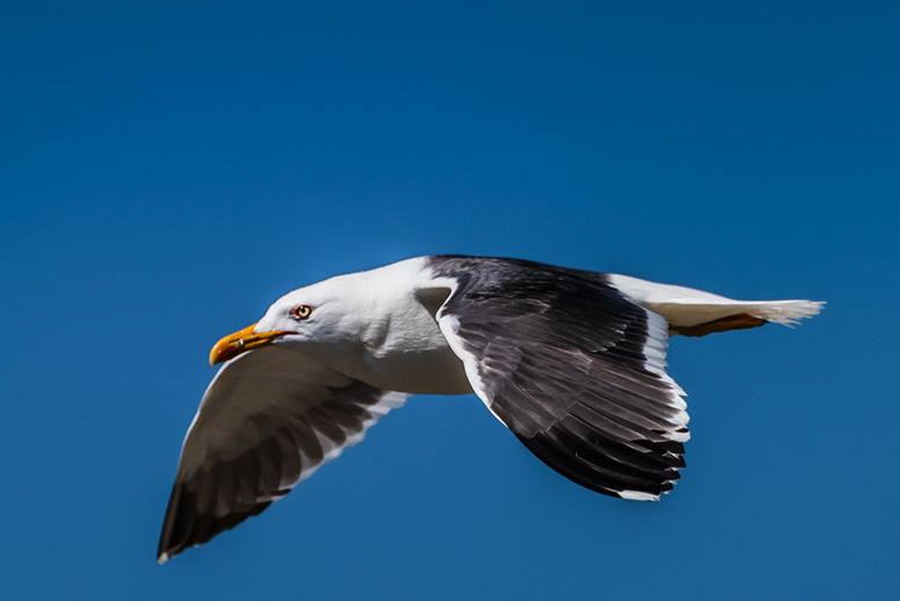 Goéland 2 – ZAZA-RAMBETTE LE RETOUR