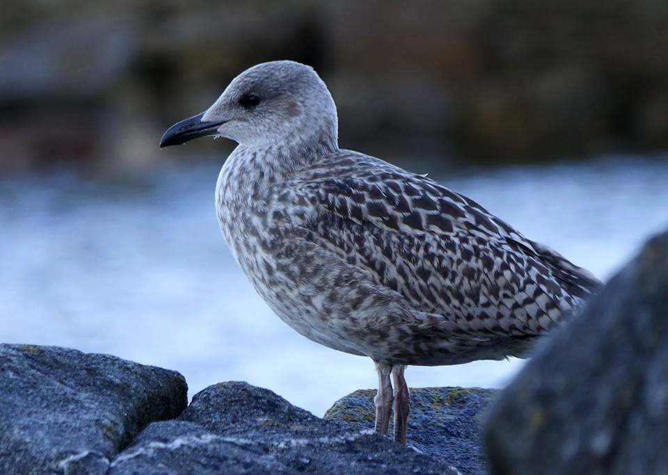 petit goéland | ZAZA-RAMBETTE LE RETOUR