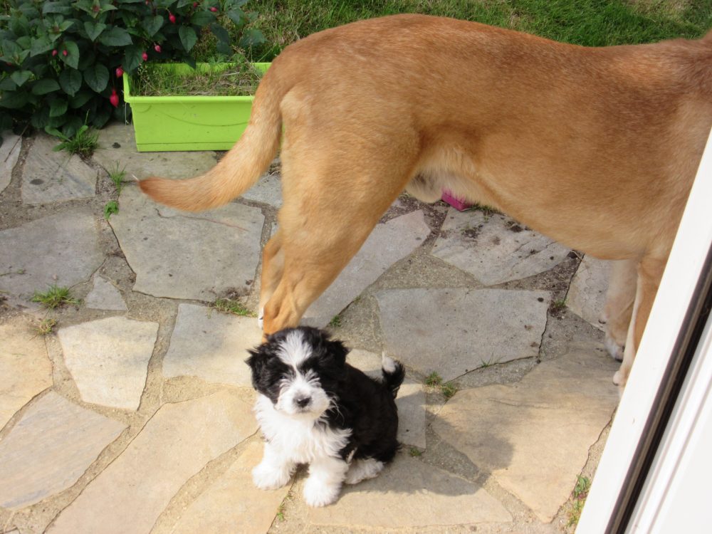 « Double patte et patachon » … !!! – ZAZA-RAMBETTE LE RETOUR