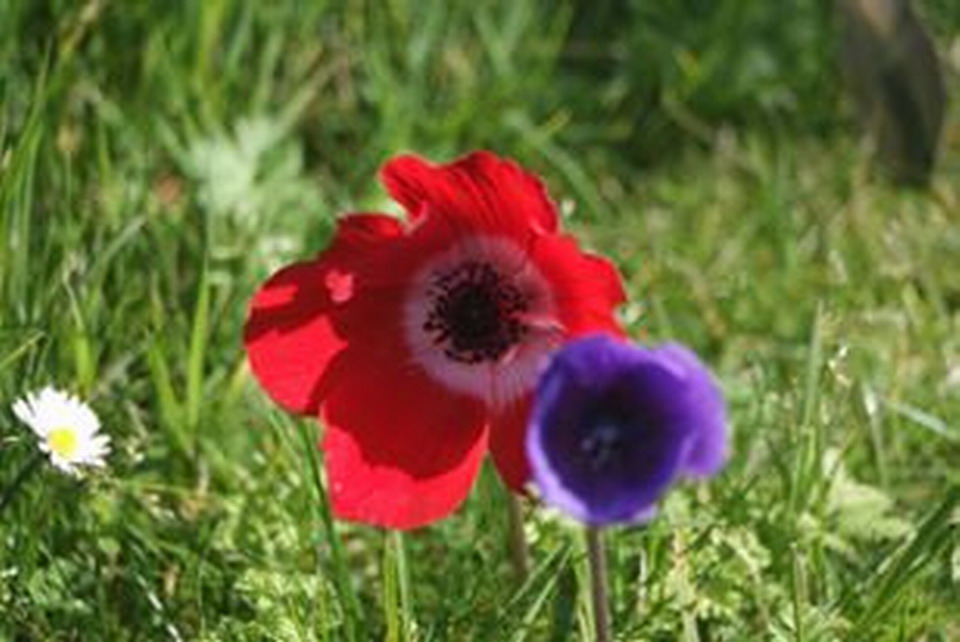 FLEURS DES CHAMPS – ZAZA-RAMBETTE LE RETOUR