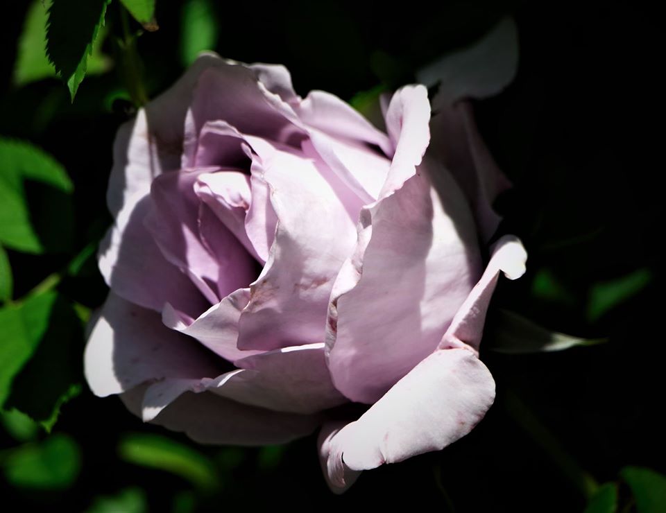 rose sissi – ZAZA-RAMBETTE LE RETOUR