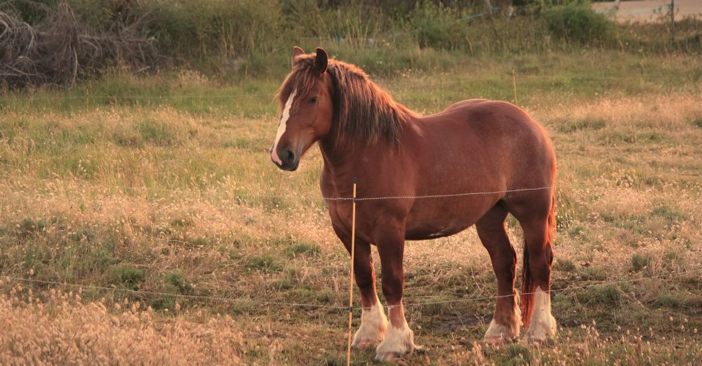 postier breton | ZAZA-RAMBETTE LE RETOUR