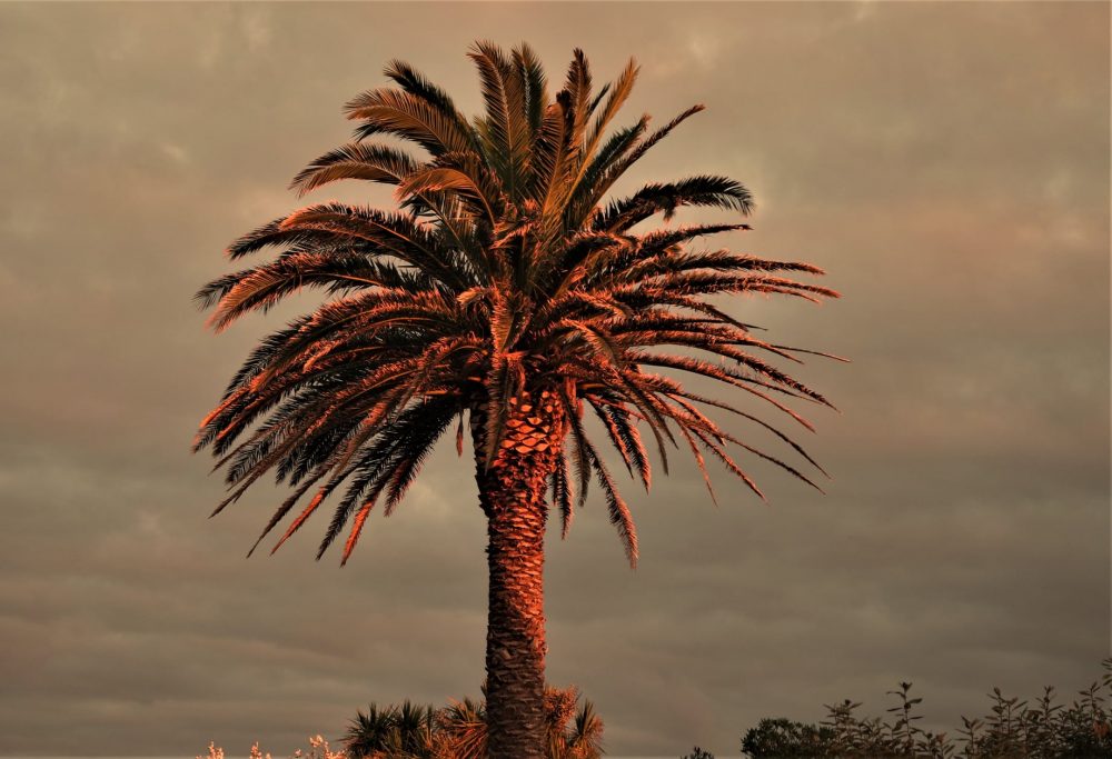 palmoer ile de batz – ZAZA-RAMBETTE LE RETOUR